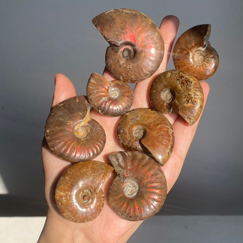 Rainbow Ammonite – Simmon Crystal Wholesale